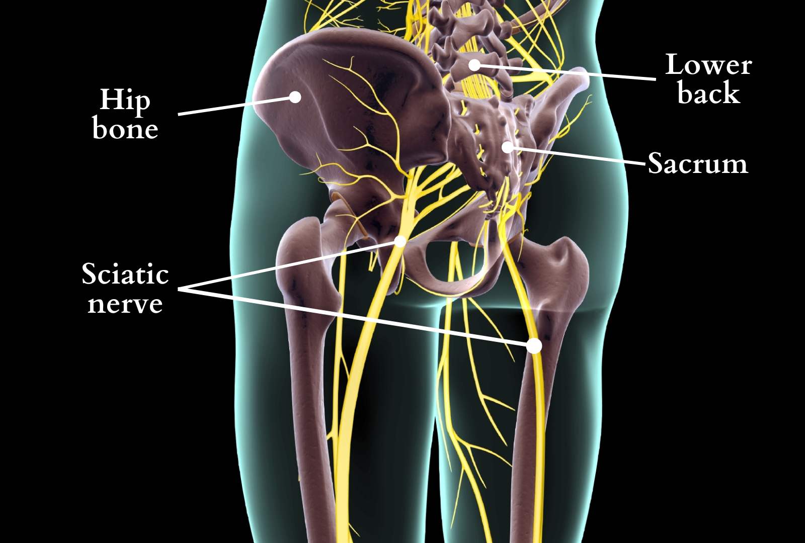 Anatomy Of The Sciatic Nerve Sciatica Symptoms Diagnosis Treatment Anatomy Of The Sciatic Nerve Sciatica Symptoms Diagnosis Treatment