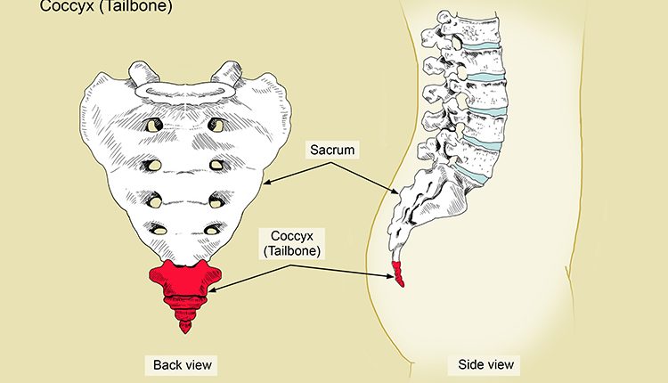 Tailbone Pain Relief Archives - Spinal Back Rack