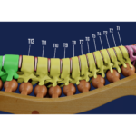 Backrack™ – Spinal Decompression Device - Spinal Backrack
