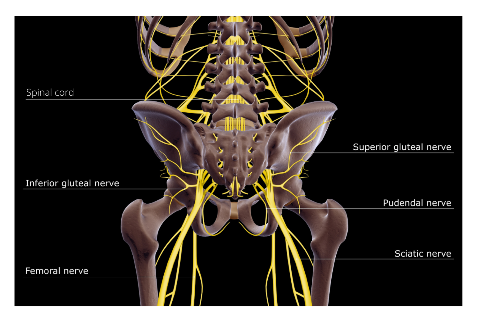 Lower Back Pain vs Sciatica