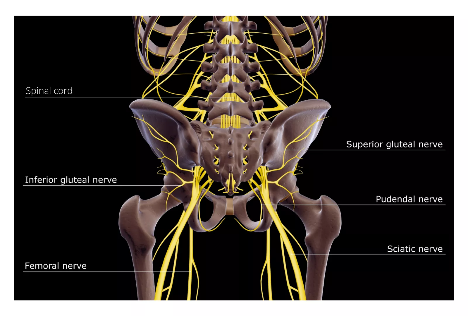 Superior Gluteal Nerve Entrapment