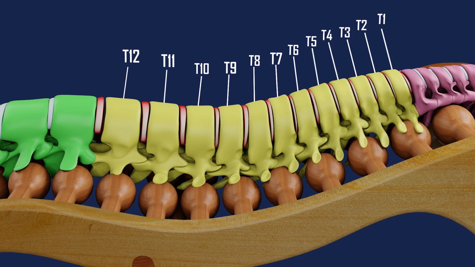 What causes thoracic back pain? - Spinal Backrack