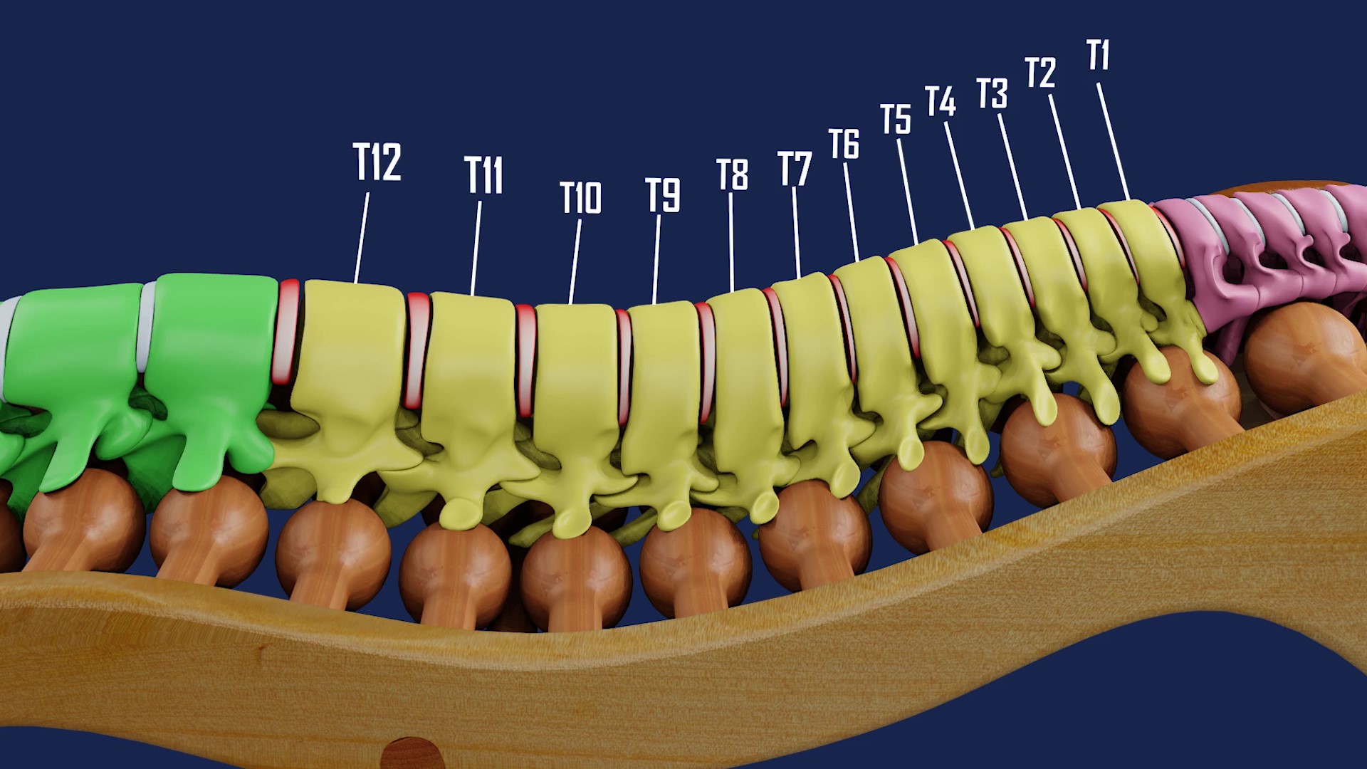 Can Damaged Spinal Discs Heal Naturally?